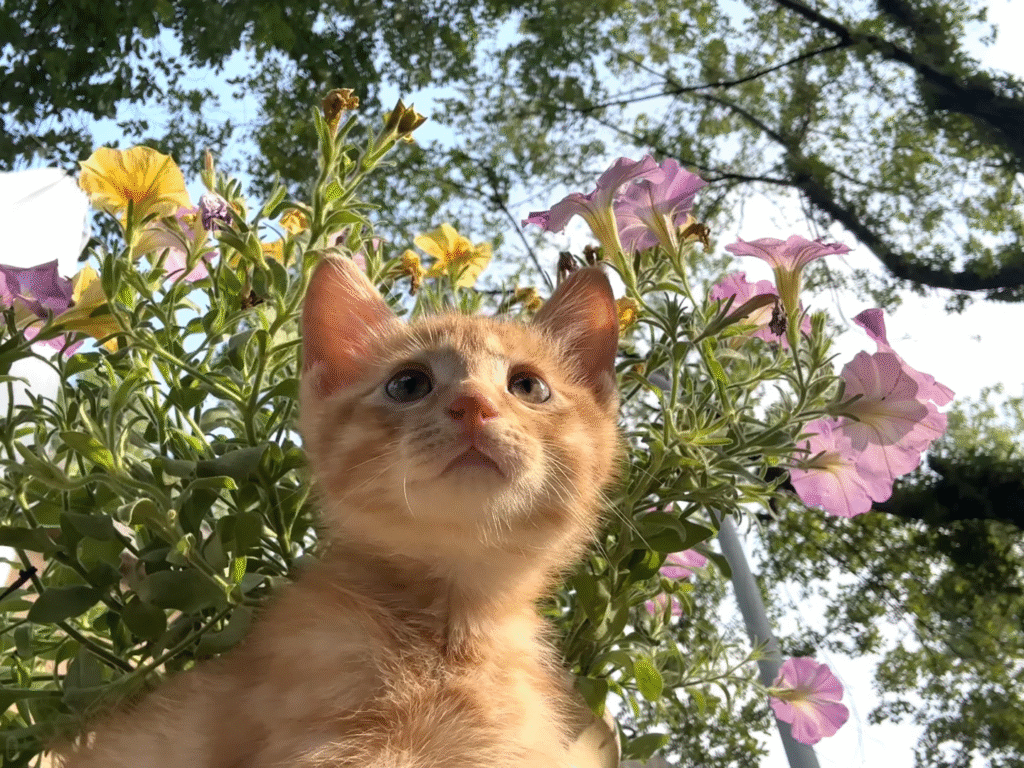 Choosing the Right Cat Litter: A Comprehensive Guide for Cat Owners 🐱💧 ...