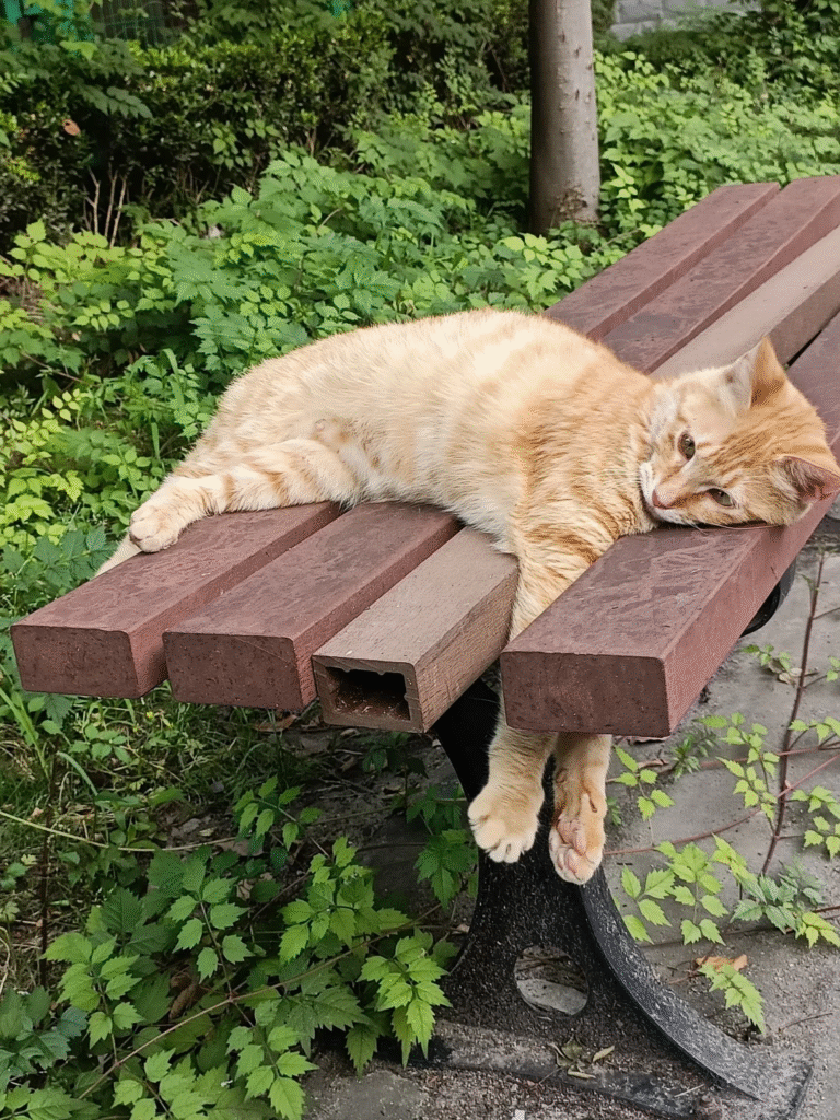 Silica Gel Cat Litter: A Modern Solution for Cat Owners - Shandong ...