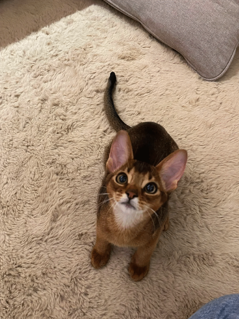 Stress Management: Keeping Your Kitten Calm and Happy - Shandong Vlink ...